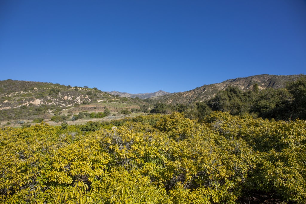 Black Opal Ranch – The Ebbin Group