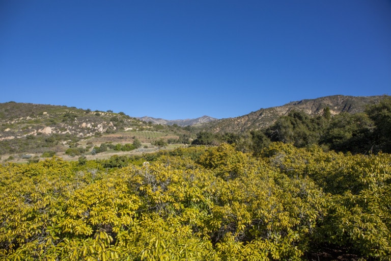 Black Opal Ranch – The Ebbin Group